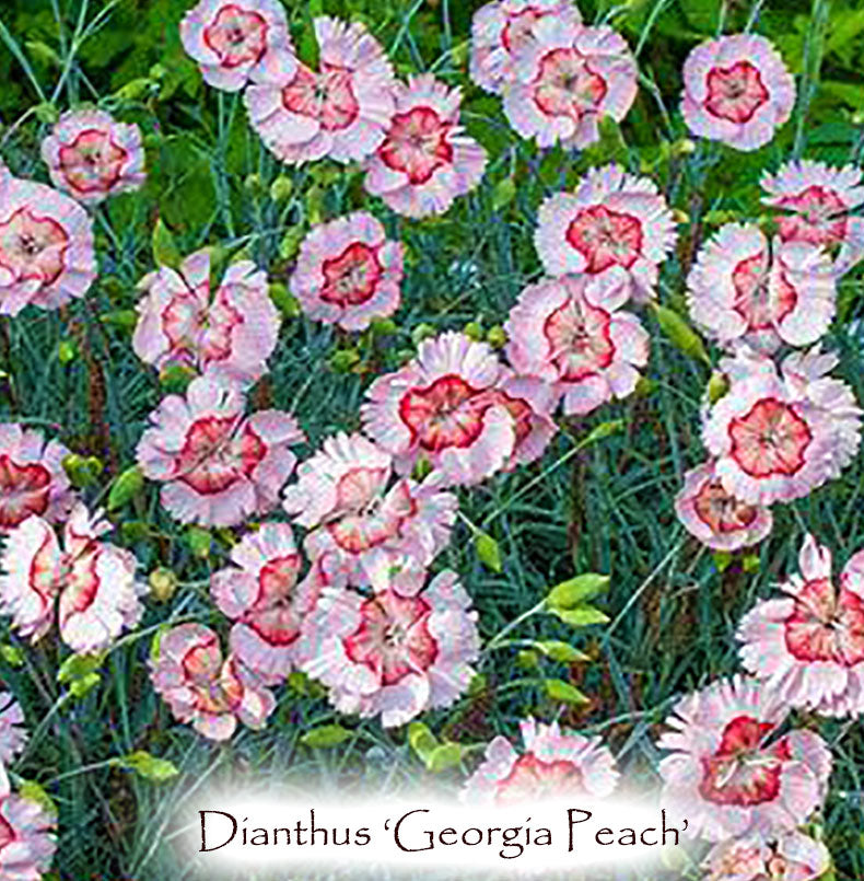 Dianthus AMERICAN PIE 'Georgia Peach' – Singing Tree Gardens Nursery