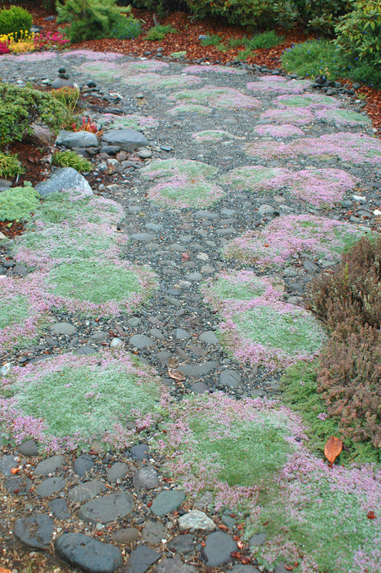 Elfin – Singing Tree Gardens Nursery