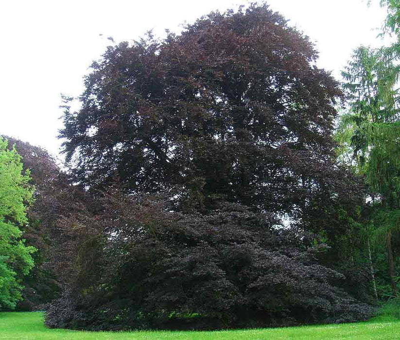 Fagus sylvatica 'Purpurea' – Singing Tree Gardens Nursery