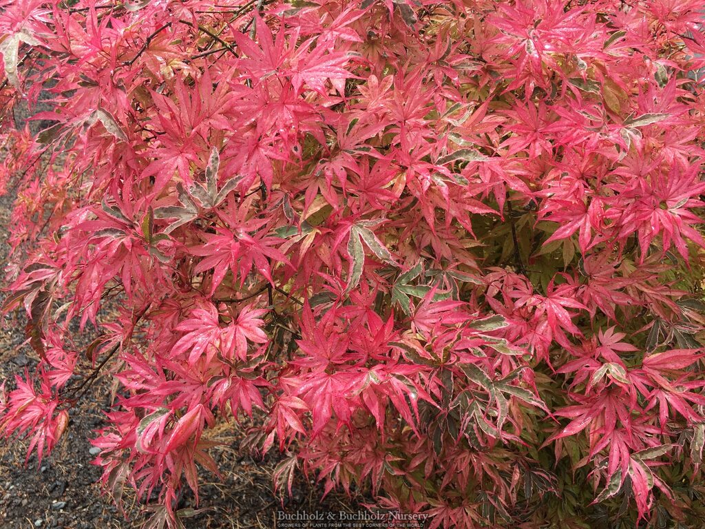 Acer palmatum 'Geisha Gone Wild' – Singing Tree Gardens Nursery