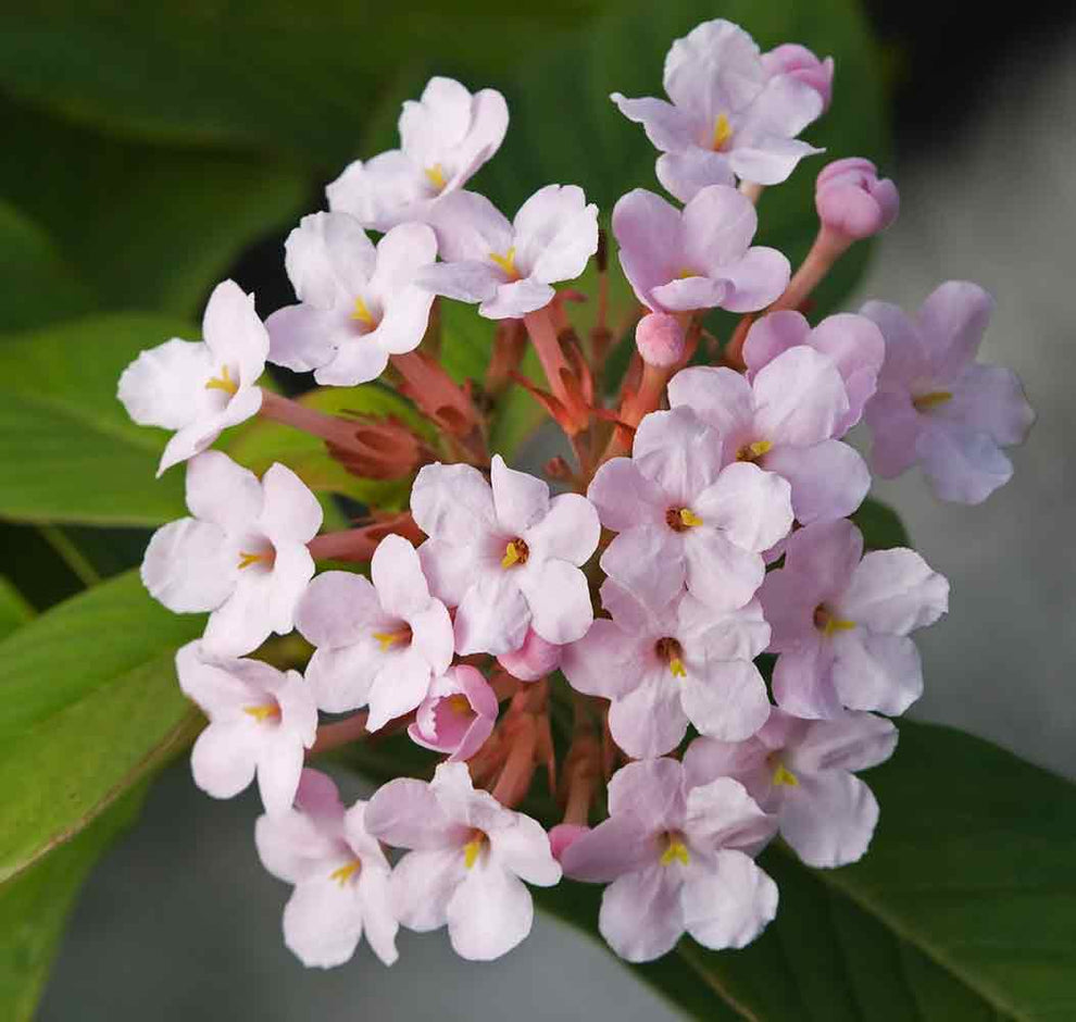 Luculia pinceana – Singing Tree Gardens Nursery