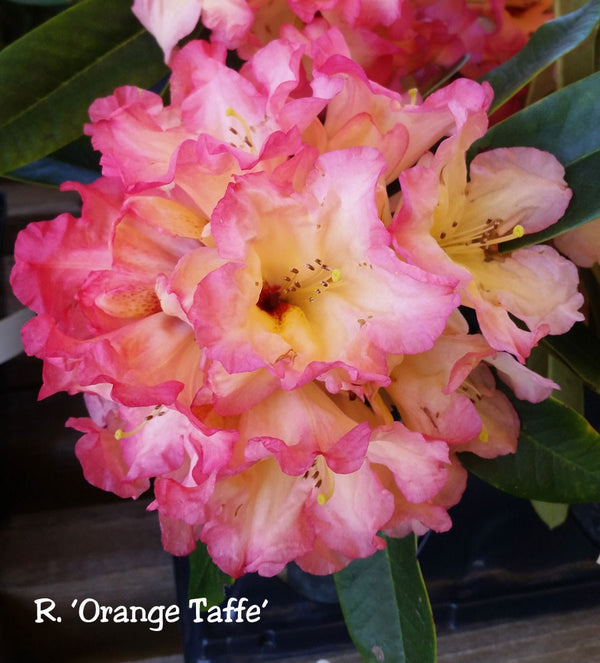 Orange Taffe – Singing Tree Gardens Nursery
