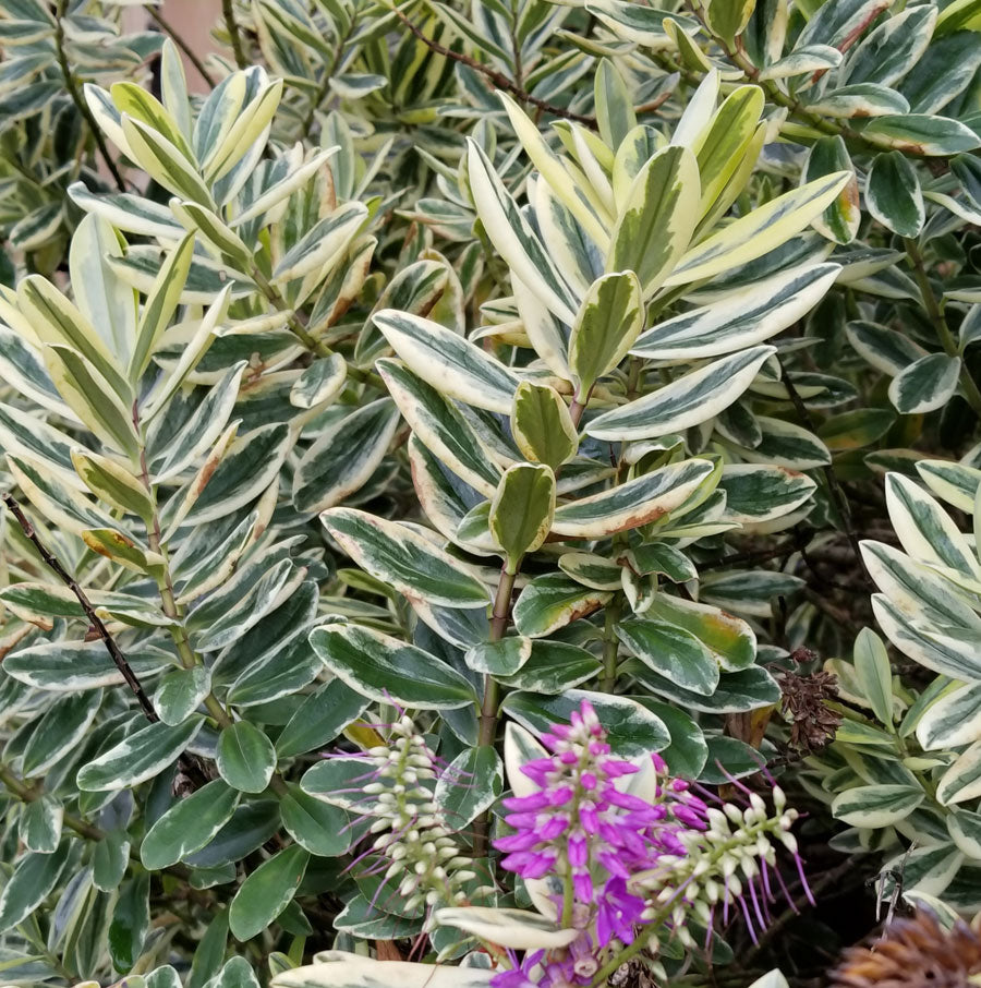 Patty's Purple Variegated Hebe – Singing Tree Gardens Nursery