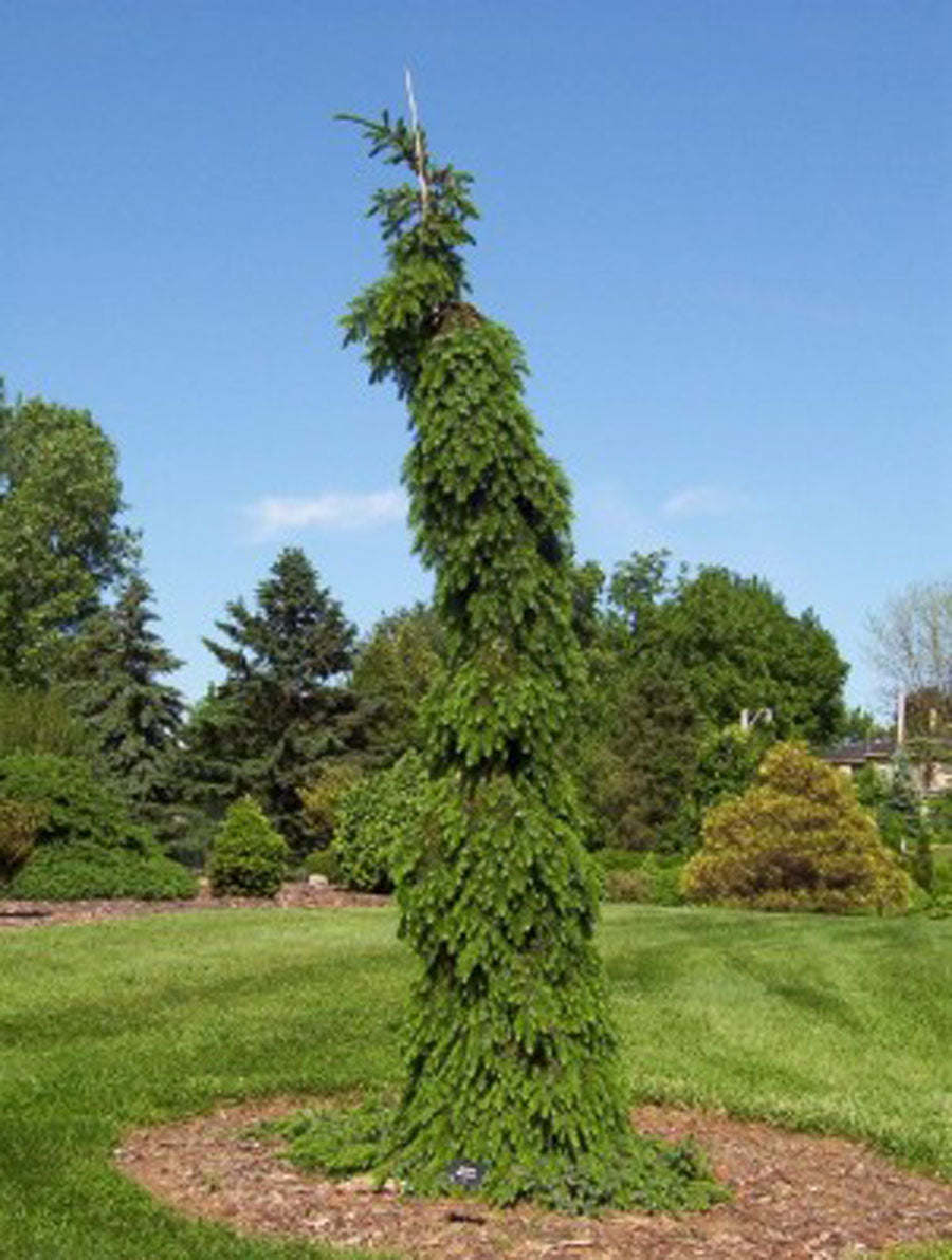 Picea omorika Pendula Bruns – Singing Tree Gardens Nursery
