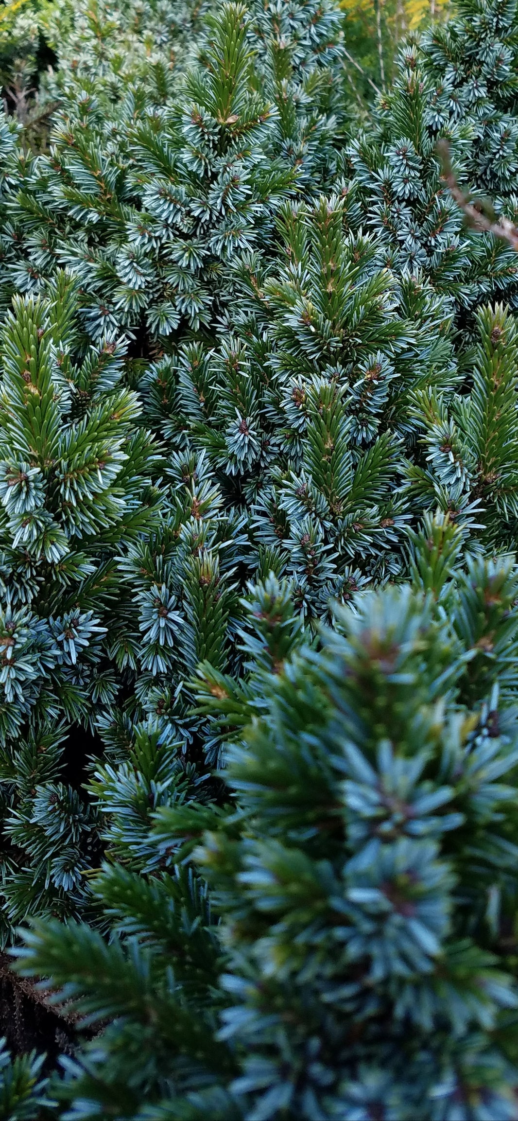 Old Gold Scotch Heather – Singing Tree Gardens Nursery