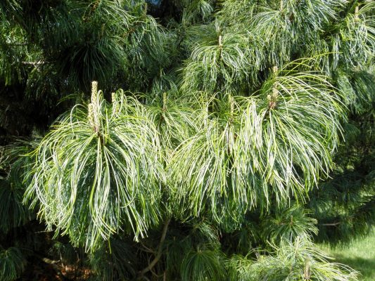 Pinus koraiensis 'Oculus Draconis' – Singing Tree Gardens Nursery