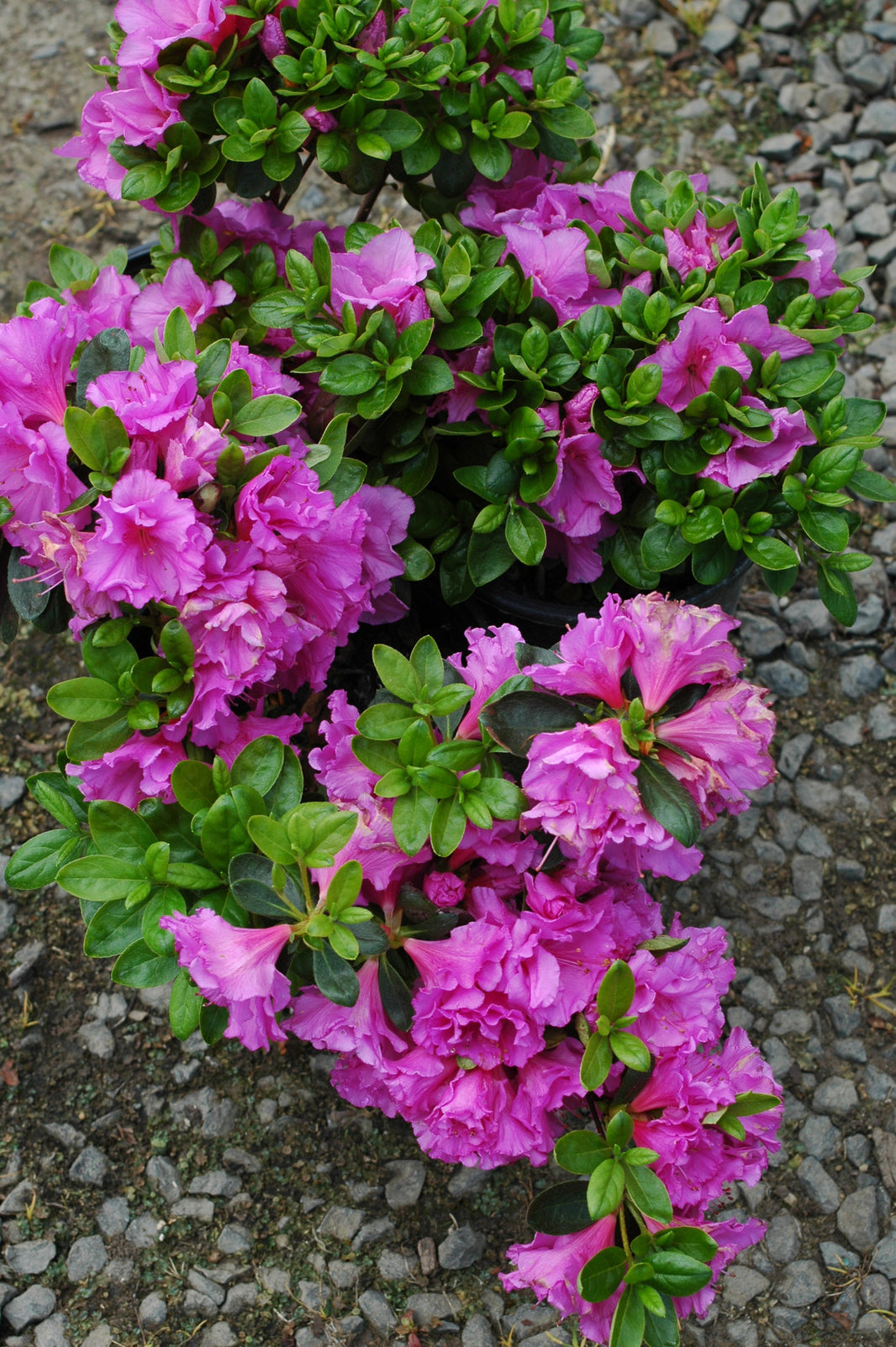 Dwarf Azaleas | Azalea Flowers and Bushes for Sale – Page 9 – Singing ...