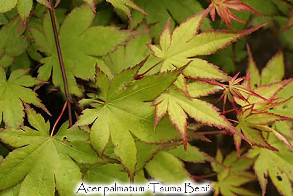 Acer palmatum 'Tsuma Beni' – Singing Tree Gardens Nursery
