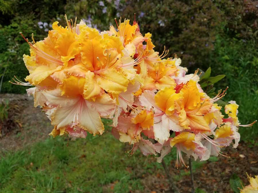 Washington State Centennial – Singing Tree Gardens Nursery