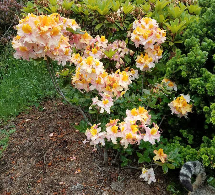 Washington State Centennial – Singing Tree Gardens Nursery