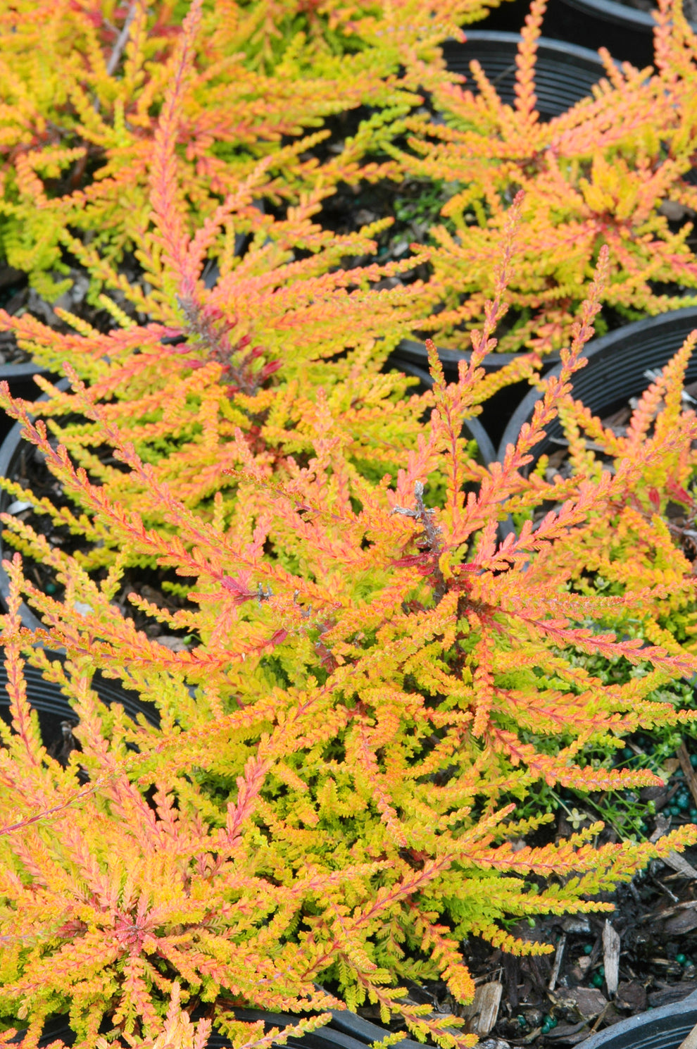 Wickwar Flame – Singing Tree Gardens Nursery
