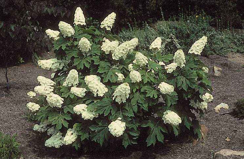 Snow Queen | White Oak Leaf Hydrangea for Purchase – Singing Tree ...